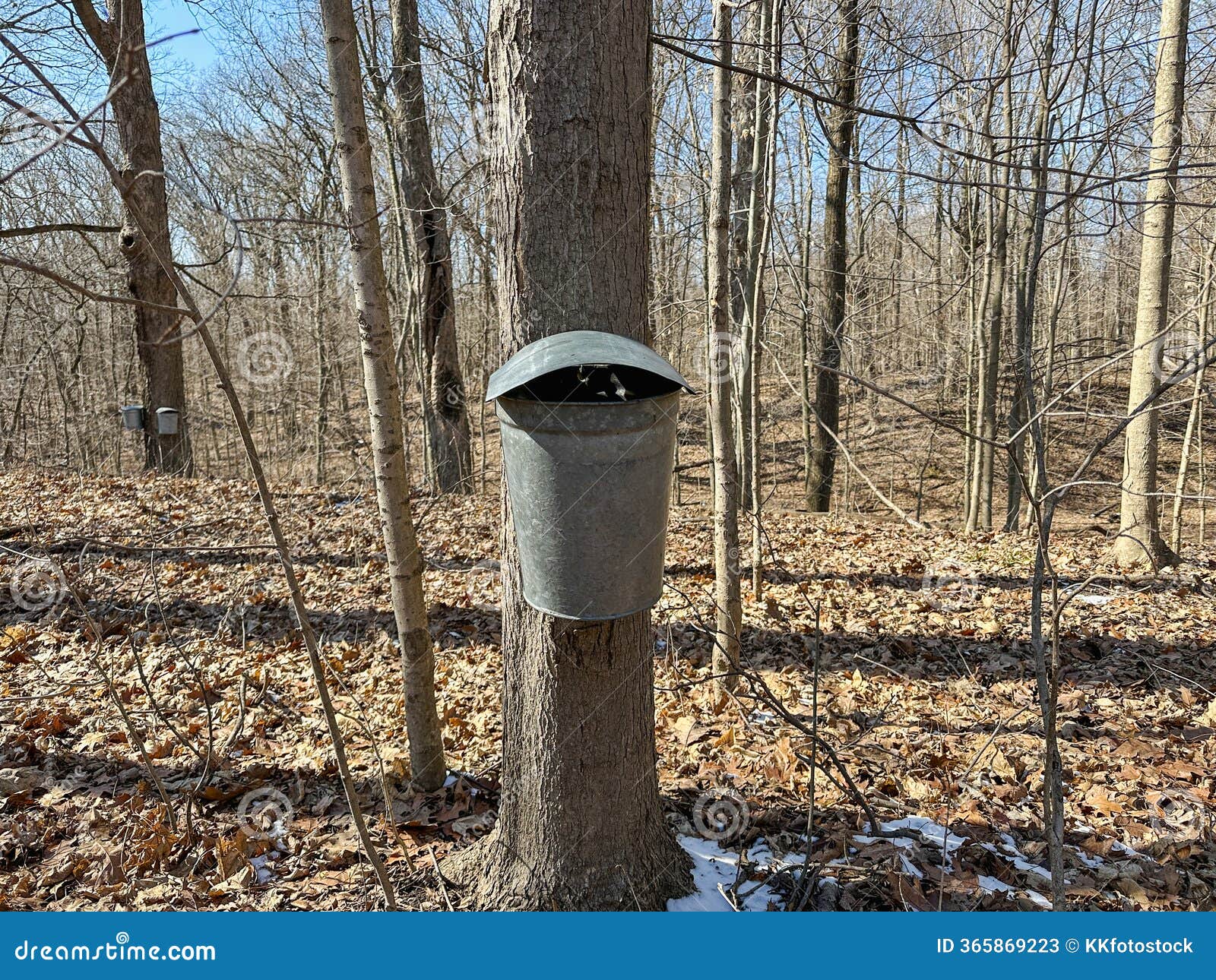 Maple Sap Bucket And Spigot Royalty-Free Stock Photography ...