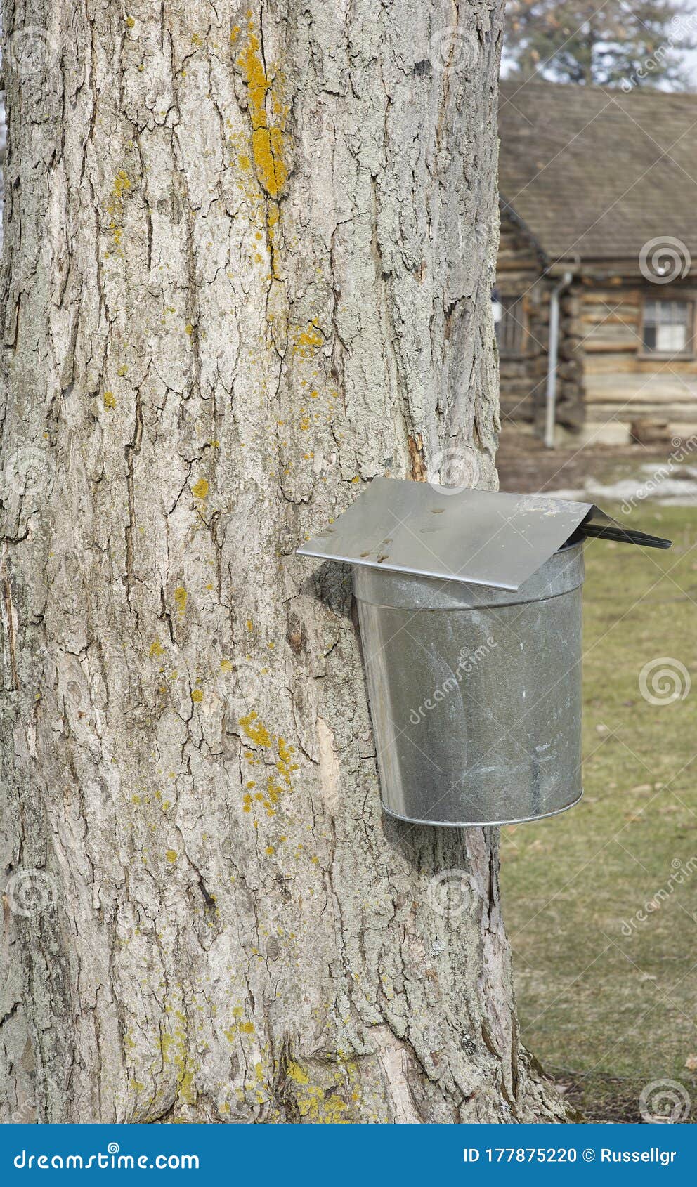 Maple syrup collection stock photo. Image of receptacle - 177875220