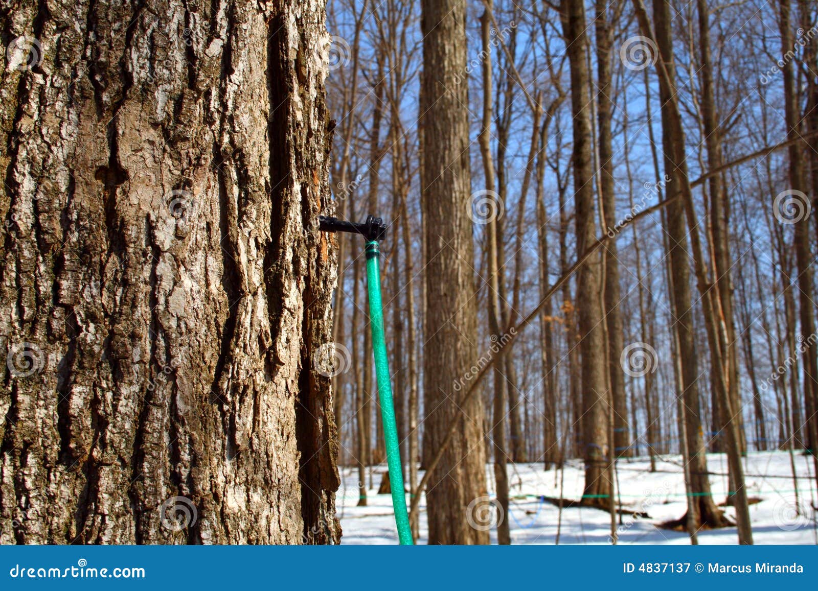 Maple syrup hose stock image. Image of collecting, maple - 4837137