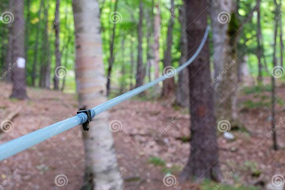 Maple Syrup Sap Line stock photo. Image of lines, tree - 51165646