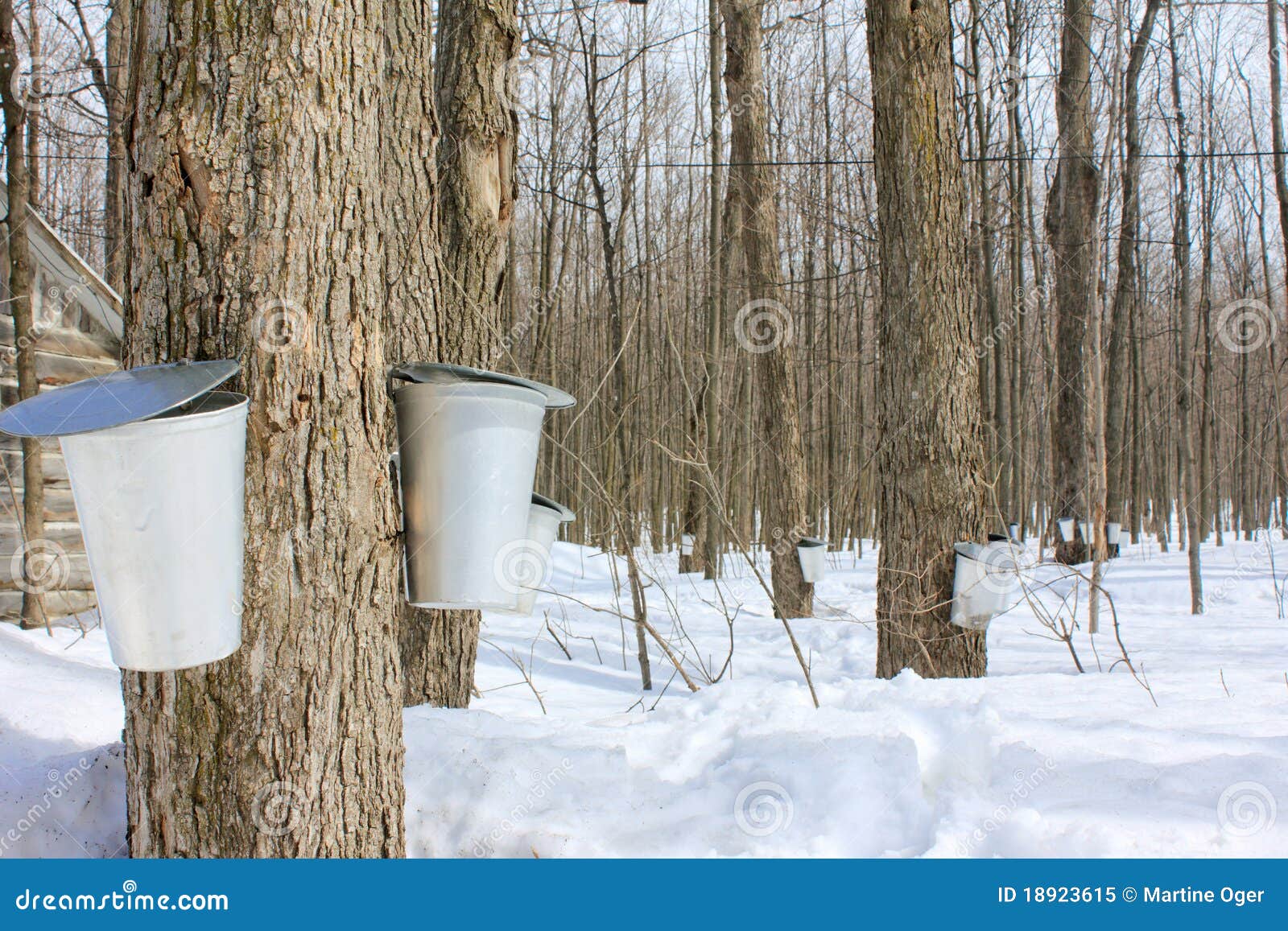 Maple syrup season. stock image. Image of sugaring, syrup - 18923615