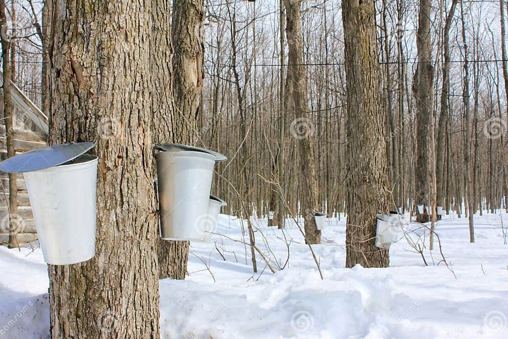 Maple syrup season. stock image. Image of sugaring, syrup - 18923615