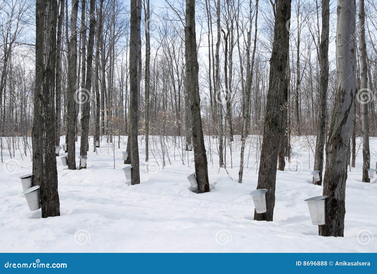Maple Syrup Season in Canada Stock Photo - Image of canadian, grove ...
