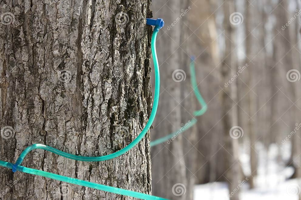 Maple Syrup Tapping stock image. Image of forest, sweet - 18885863
