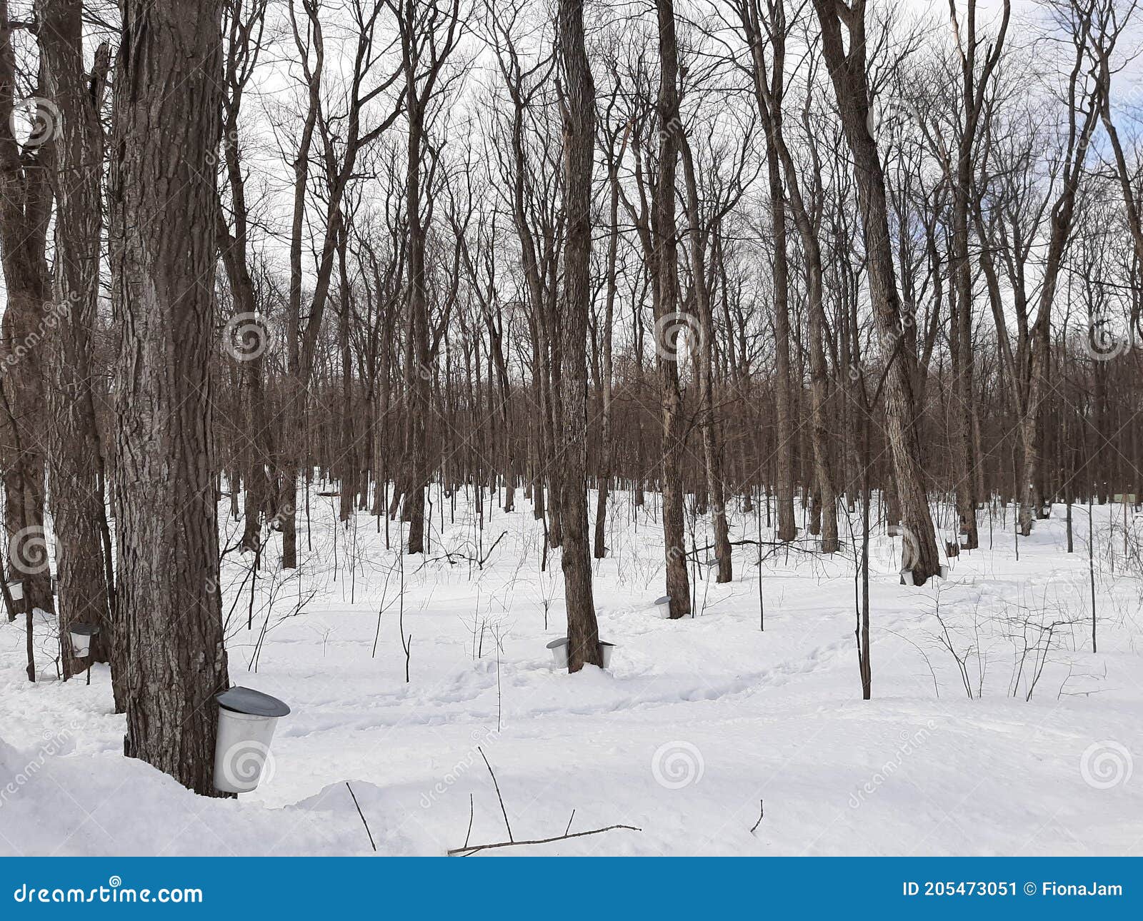 Maple Syrup Tapping in the Spring Stock Image - Image of wilderness ...
