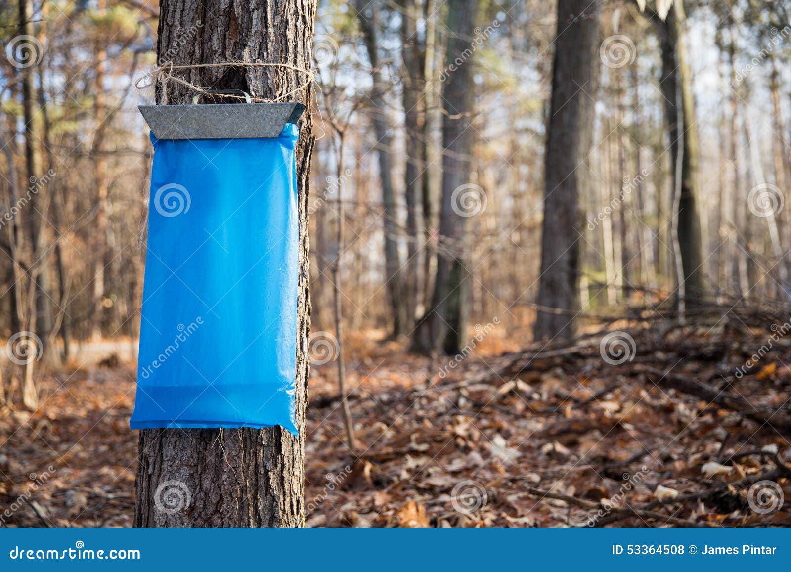 Maple Syrup Tapping in the Spring Stock Photo - Image of tree ...