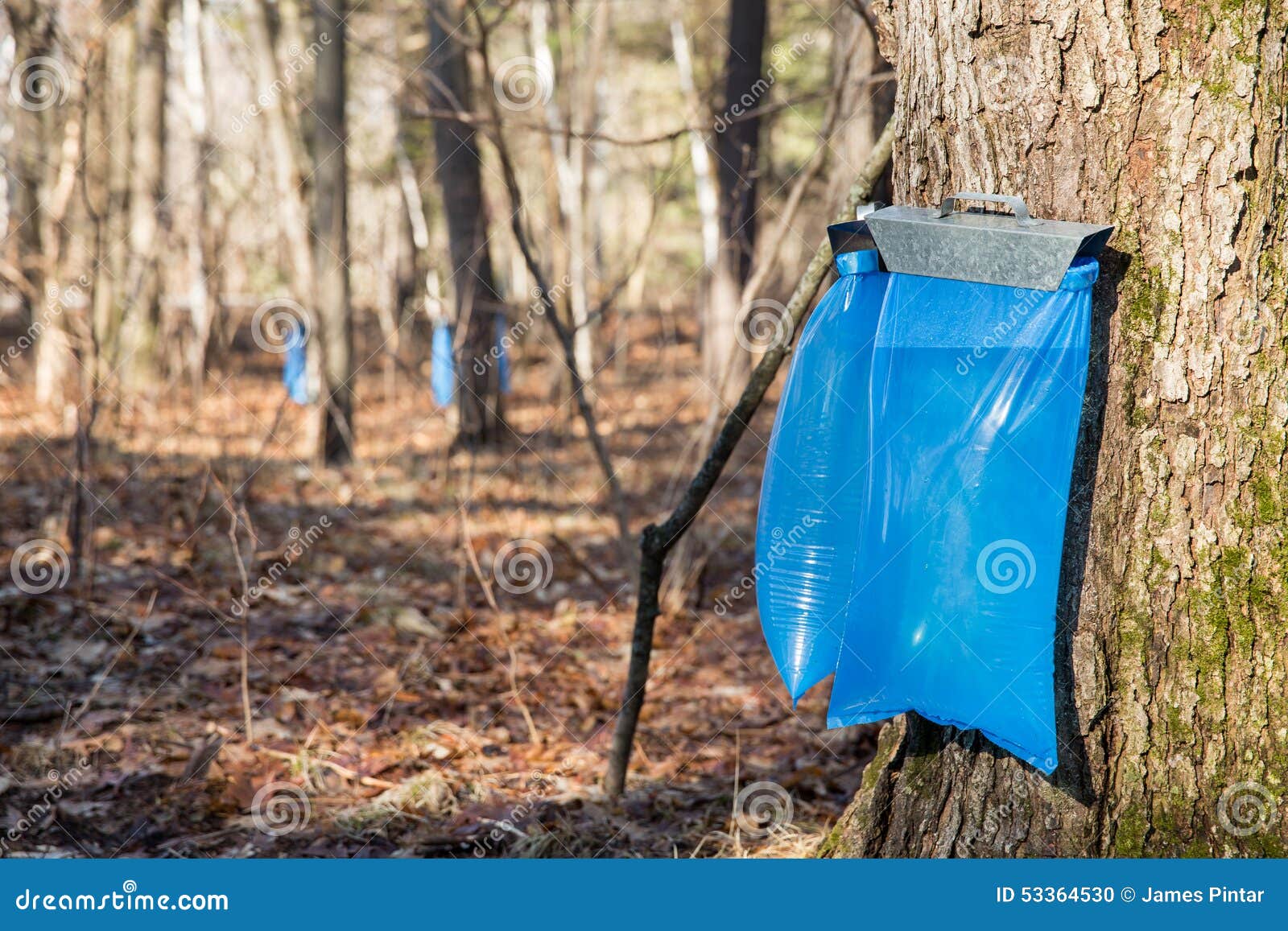 Maple Syrup Tapping in the Spring Stock Photo - Image of blue, bulging ...