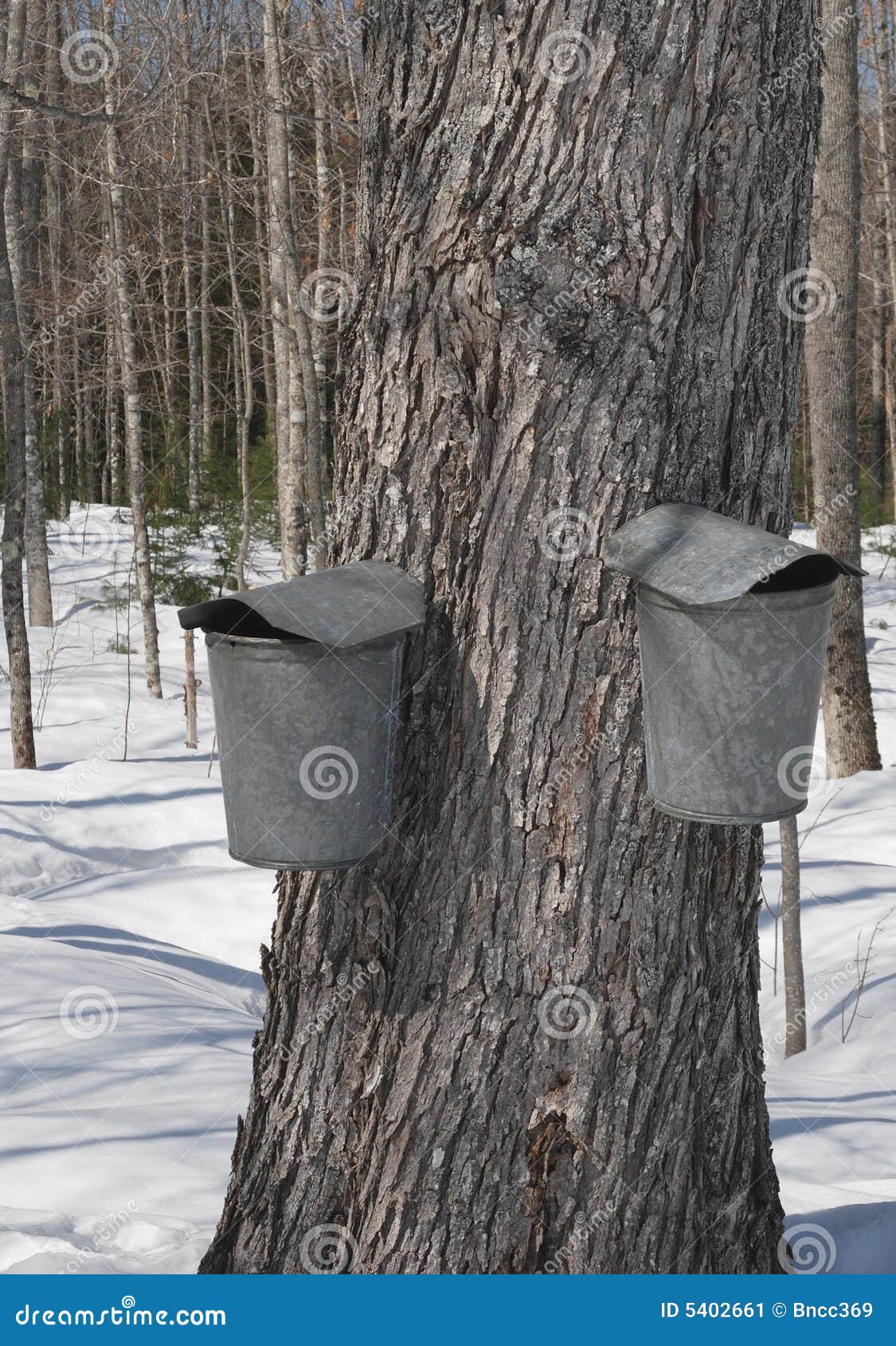 Maple Syrup Time stock image. Image of england, tradition - 5402661