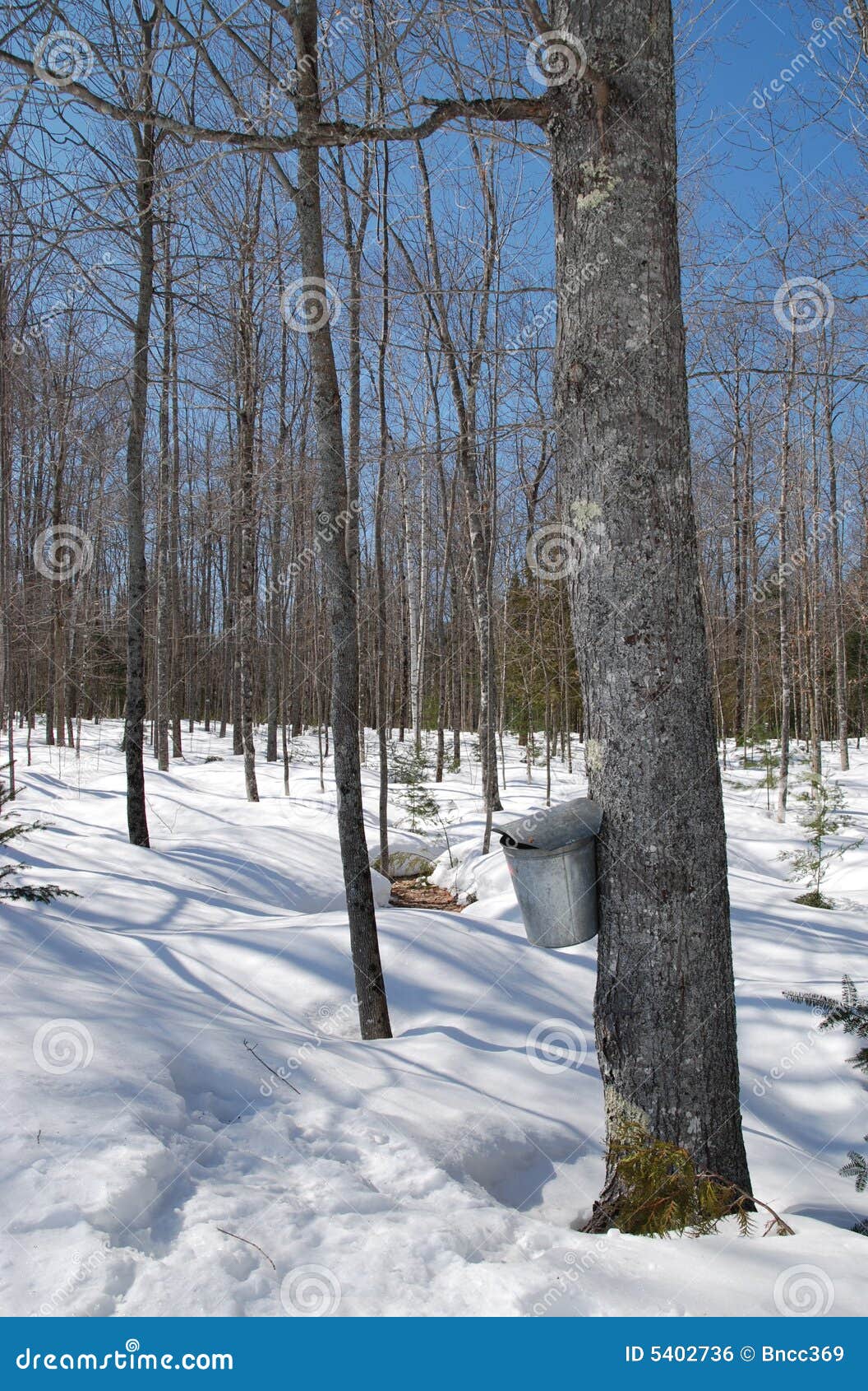 Maple Syrup Time stock photo. Image of production, sweet - 5402736