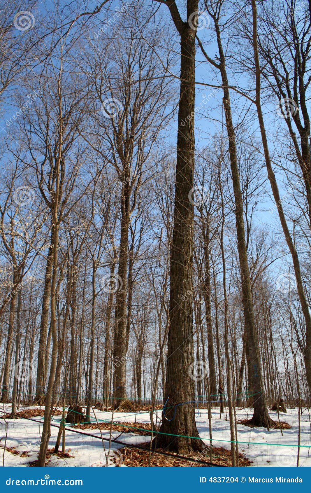 Maple syrup tree stock photo. Image of winter, nature - 4837204