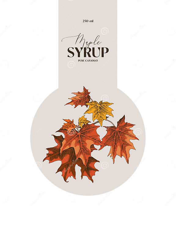 Maple Syrup Vector Label Template Stock Illustration - Illustration of ...