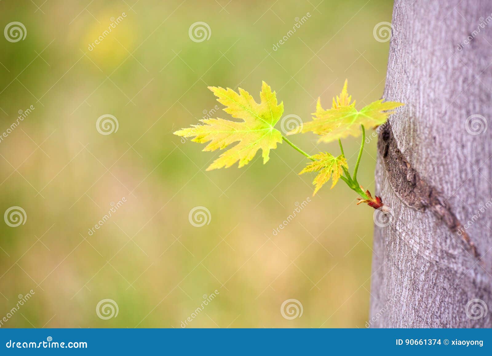 Maple tender leaves stock photo. Image of spring, leaves - 90661374
