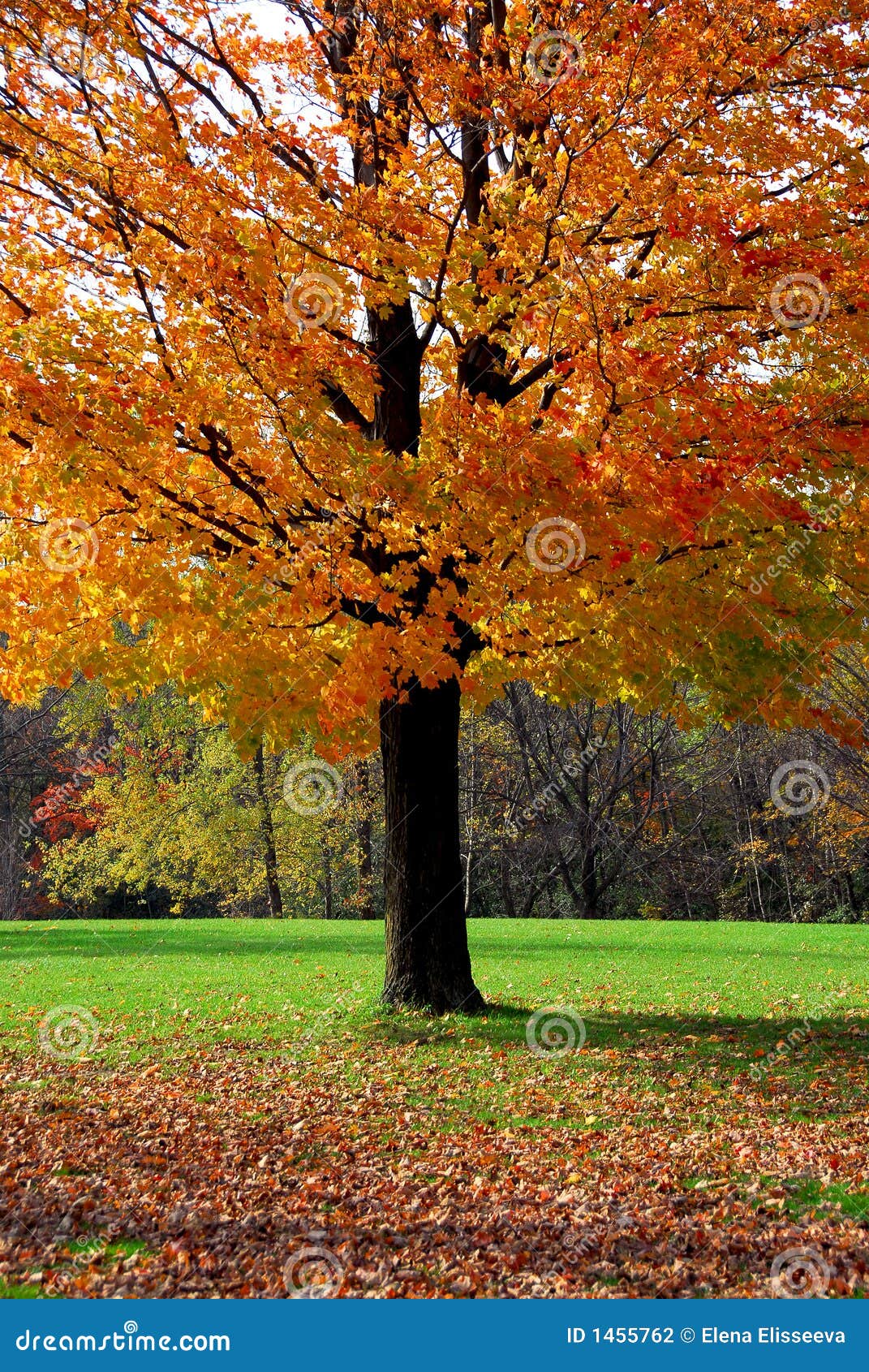 Maple tree stock photo. Image of sunlight, fall, sunlit - 1455762