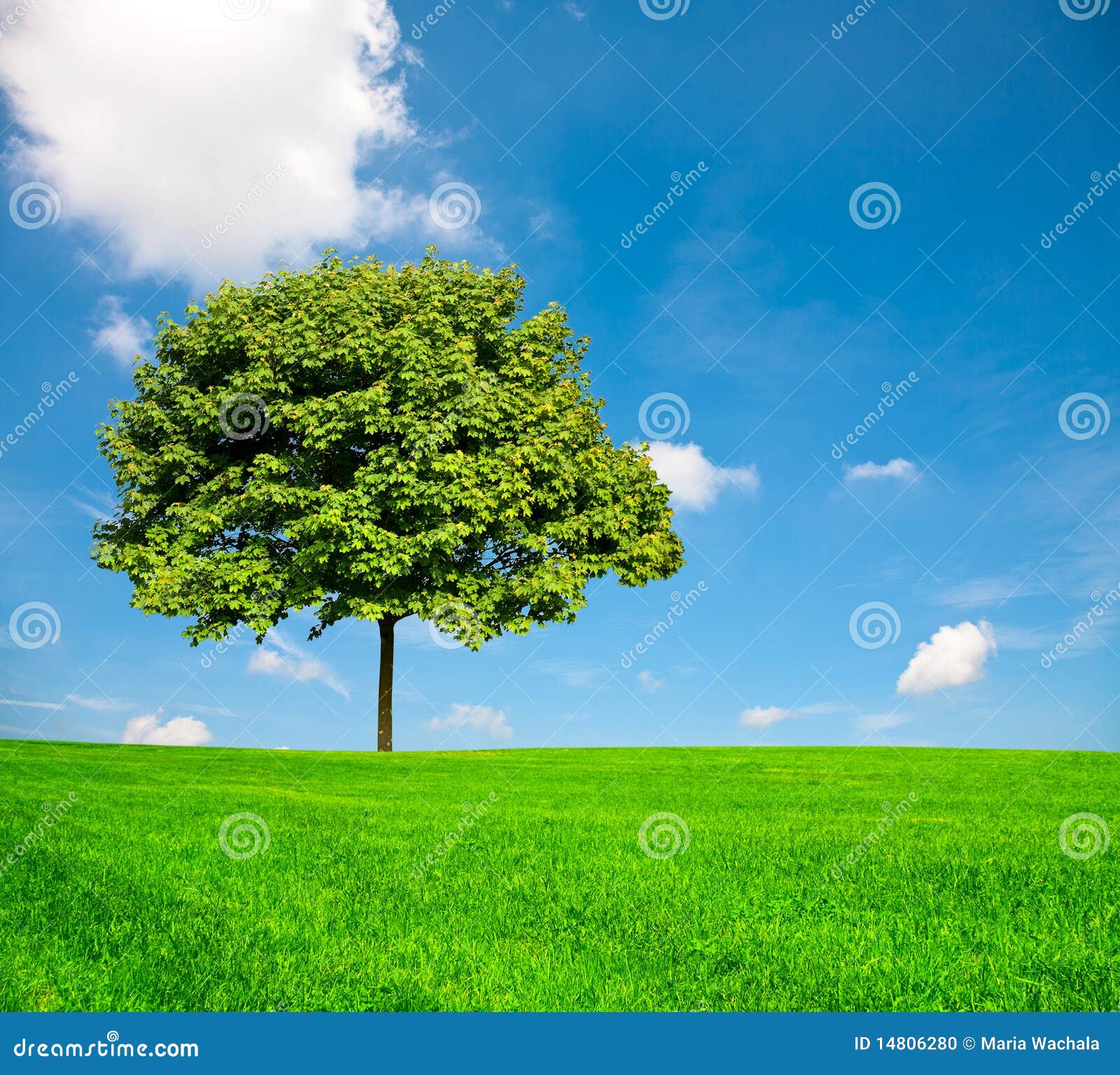 Maple tree stock photo. Image of nature, maple, environment - 14806280
