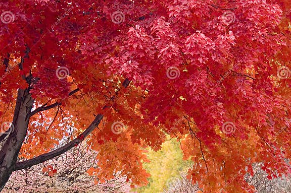 Maple Tree stock image. Image of colors, park, change - 25855239