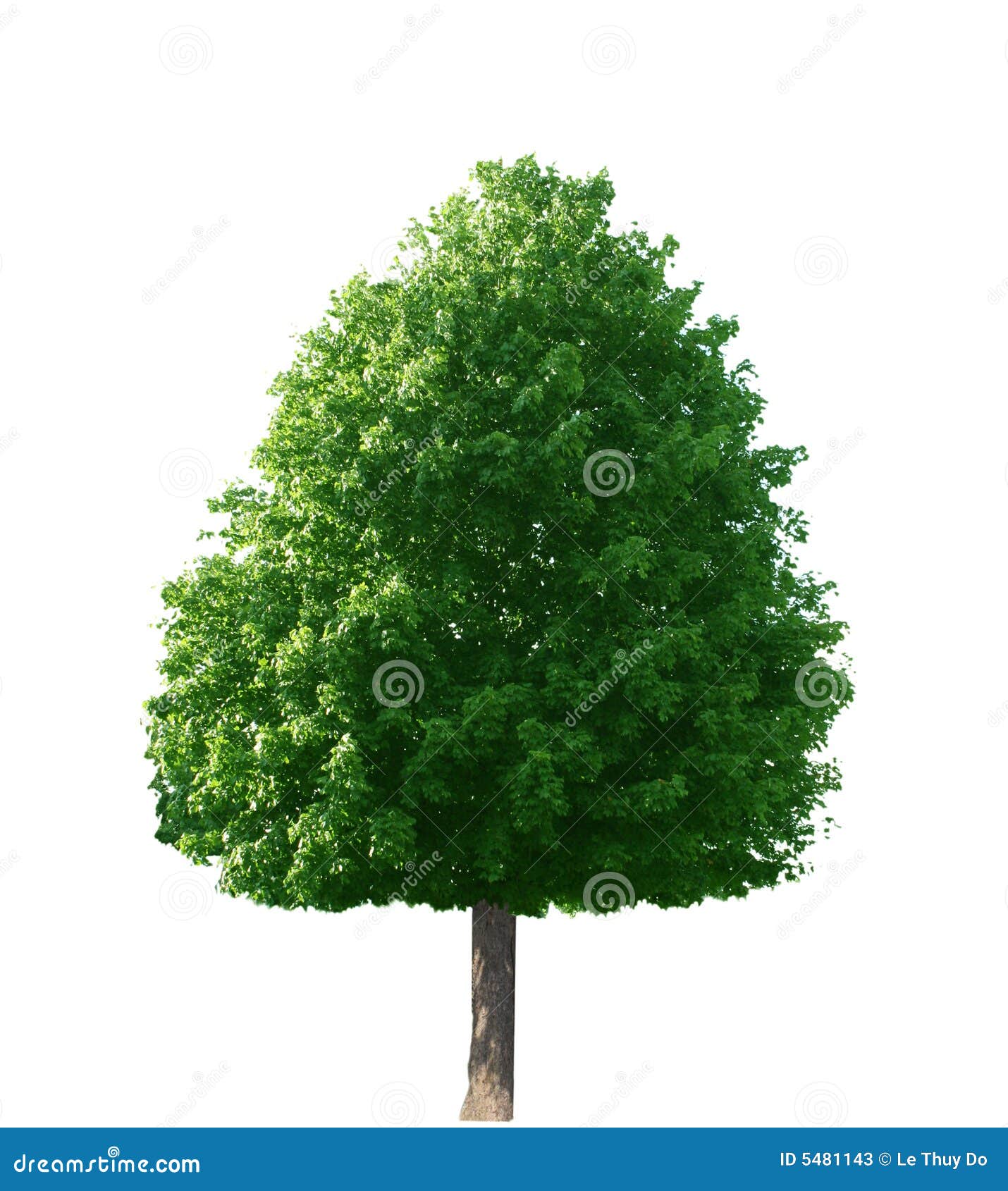 Maple Tree stock image. Image of leaf, nature, maple, isolated - 5481143