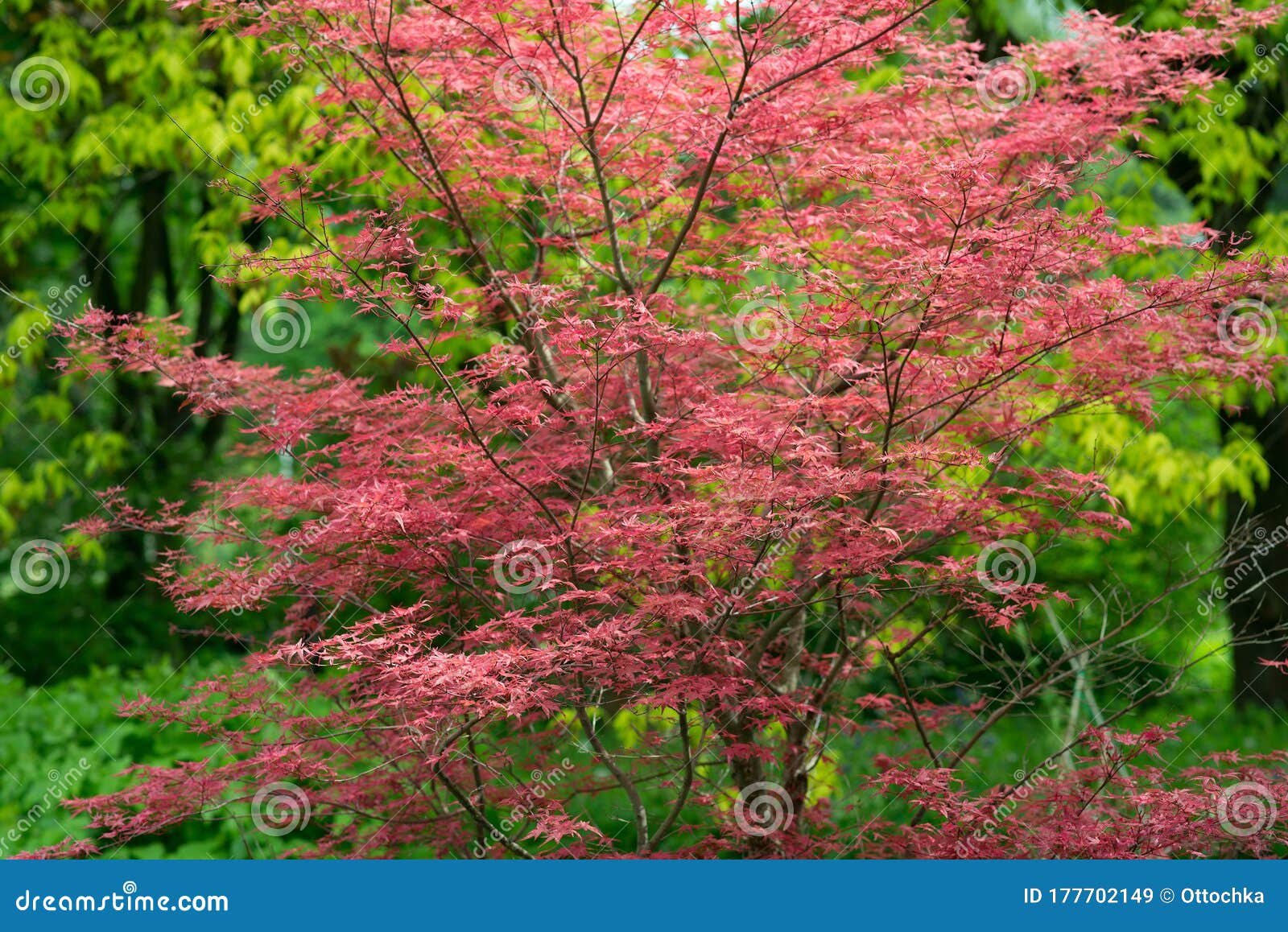 Maple tree Acer palmatum stock image. Image of maple - 177702149