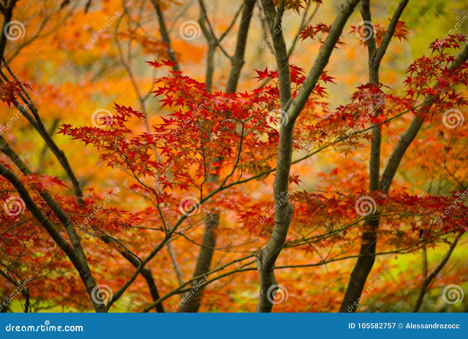 Maple Tree, Acer Palmatum, with Winged Seeds. Stock Image - Image of ...