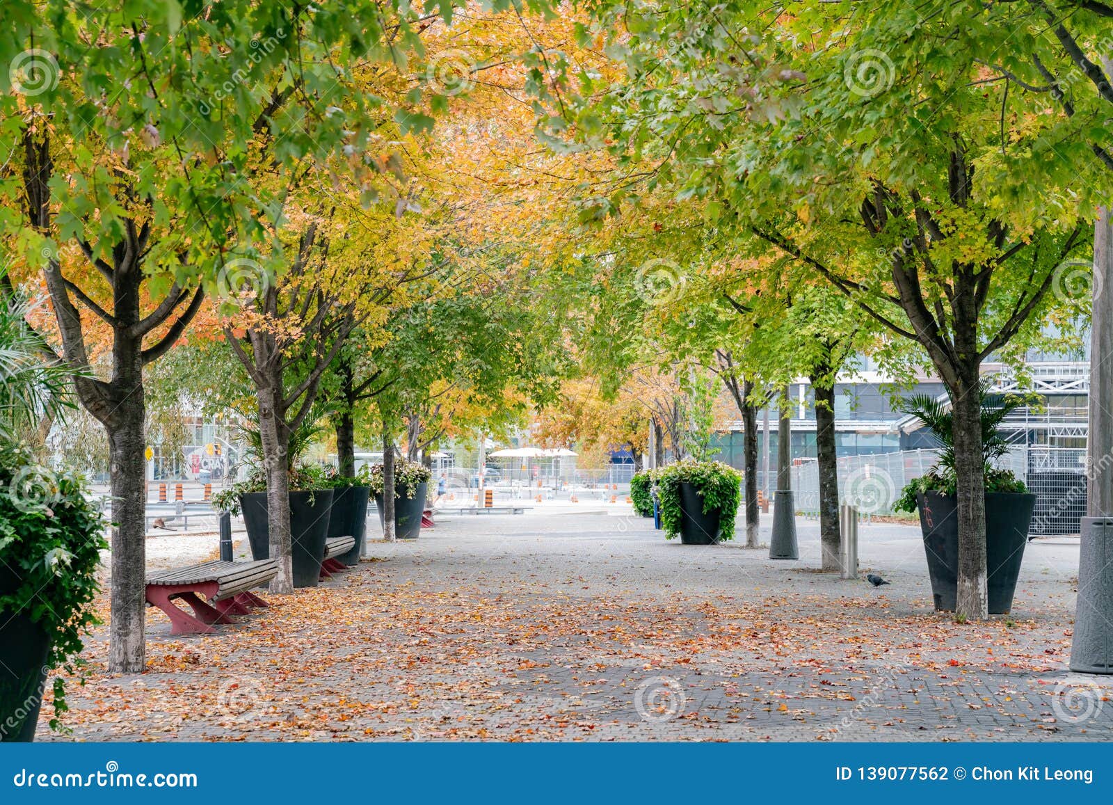 Maple Tree Along the Sugar Beach Park Stock Photo - Image of september ...