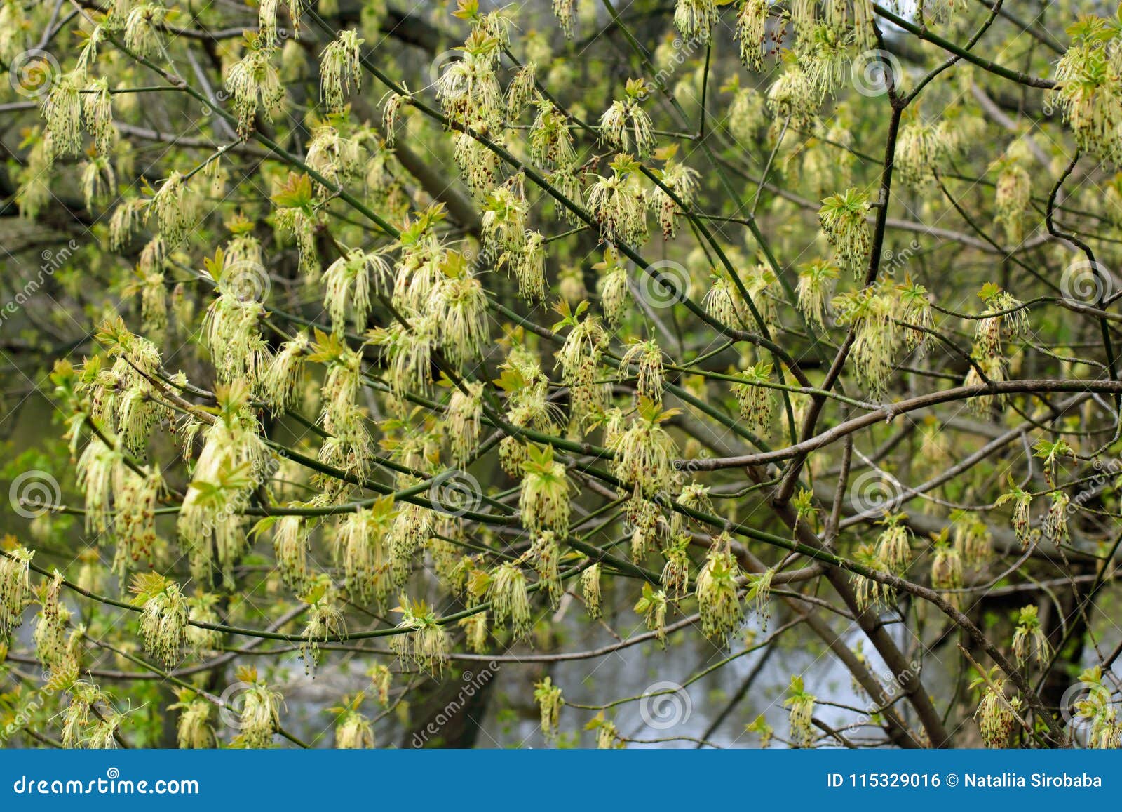 Maple Tree or American Maple in a Park by the Lake. Spring Flow Stock ...