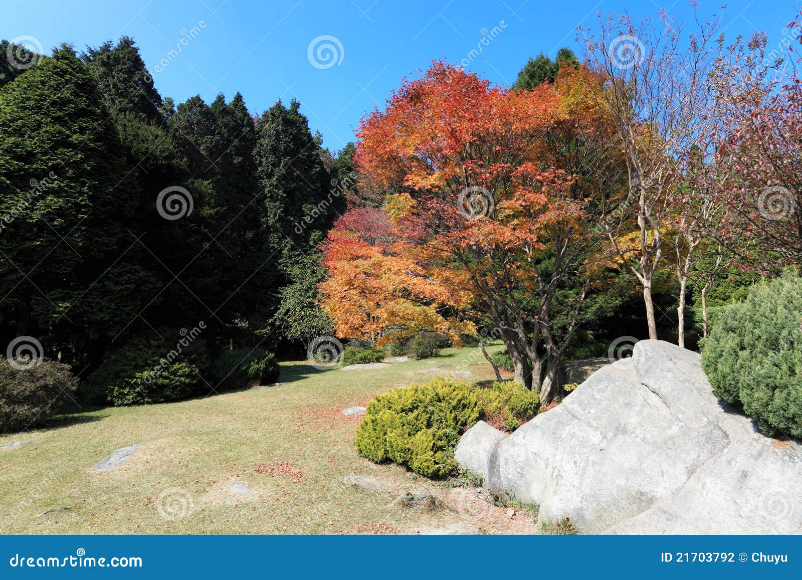Maple tree in autumn stock photo. Image of scene, idyllic - 21703792