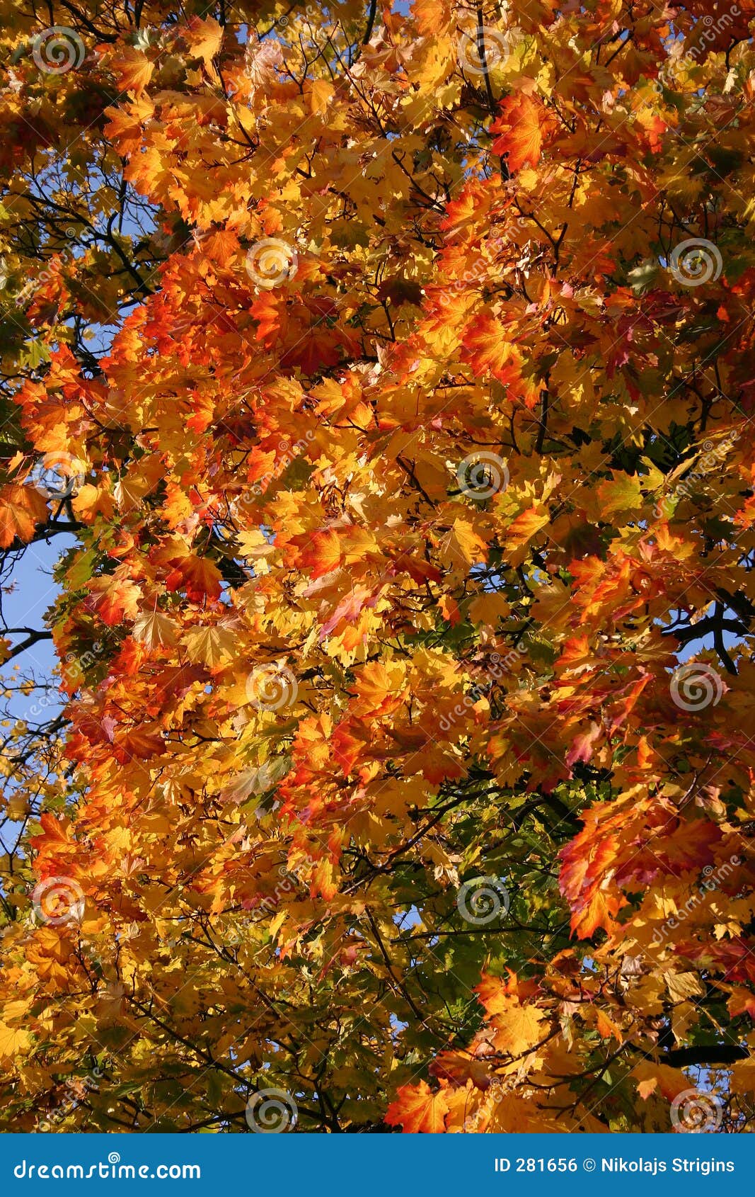 Maple Tree In The Autumn Picture. Image: 281656