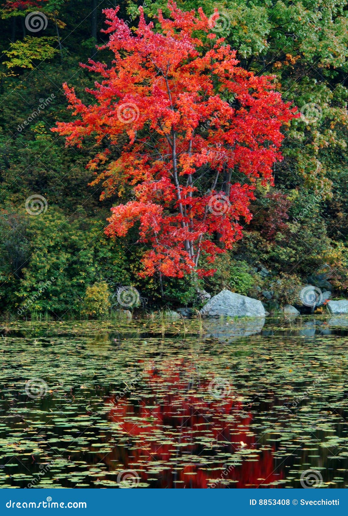 Maple Tree in Autumn stock photo. Image of pond, northeast - 8853408