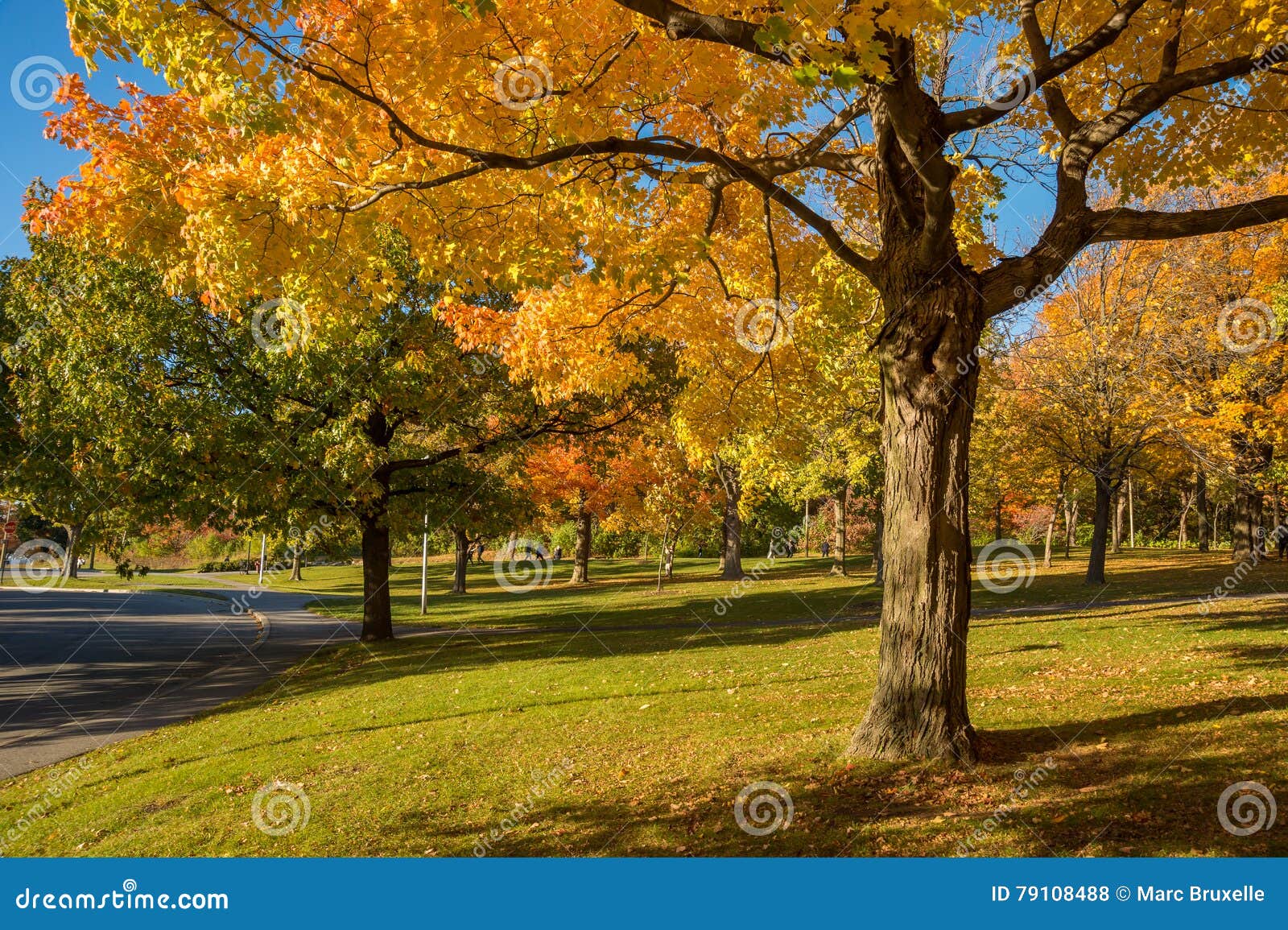 Maple Tree in Autumn Colors in Montreal, Canada. Stock Photo - Image of ...