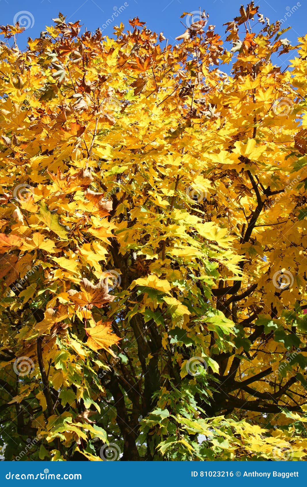 Maple Tree in the Autumn Fall Stock Photo - Image of flora, autumn ...
