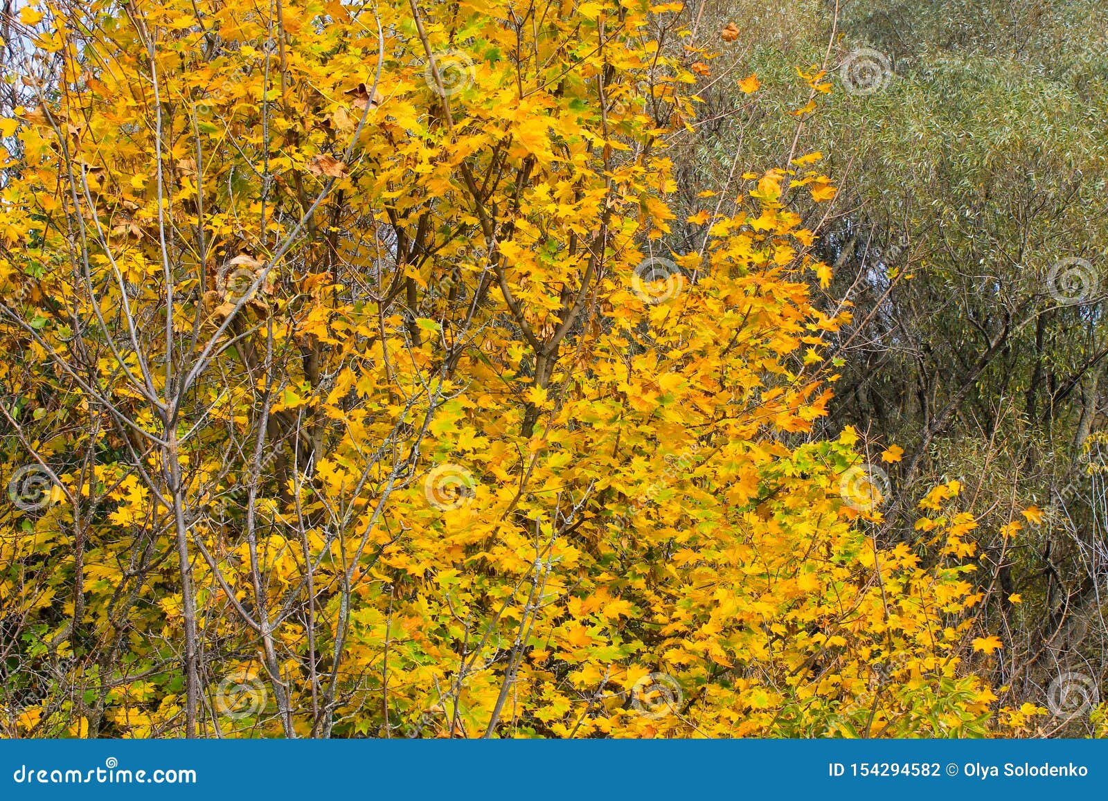 Maple Tree in Autumn Forest Stock Photo - Image of beautiful, nature ...