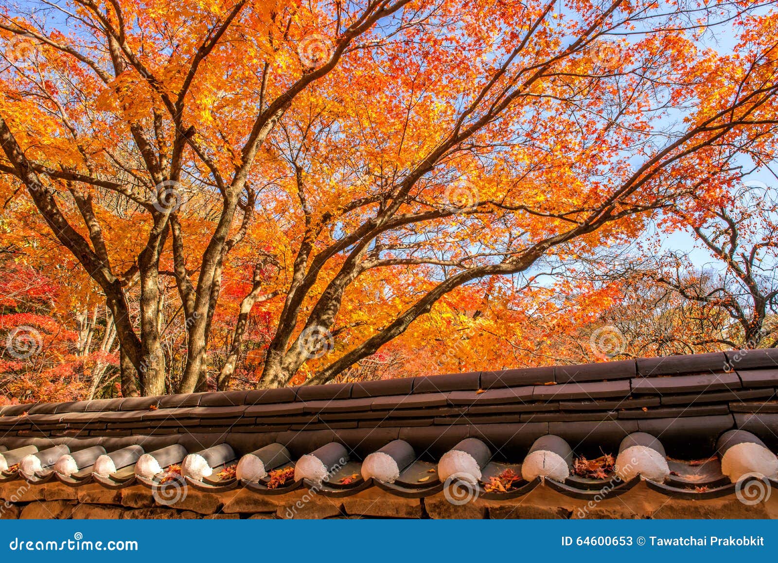 Maple Tree in Autumn in Korea. Stock Image - Image of japanese, plant ...