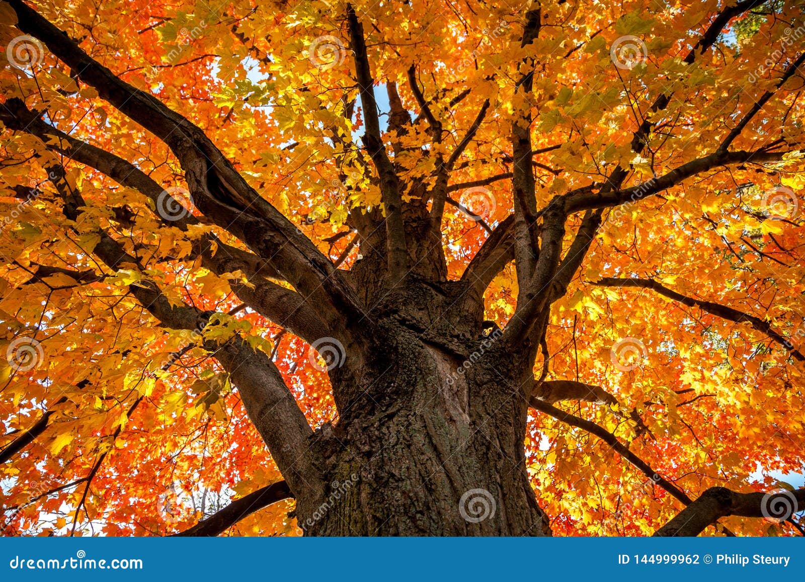 Maple Tree in Autumn stock photo. Image of beatiful - 144999962