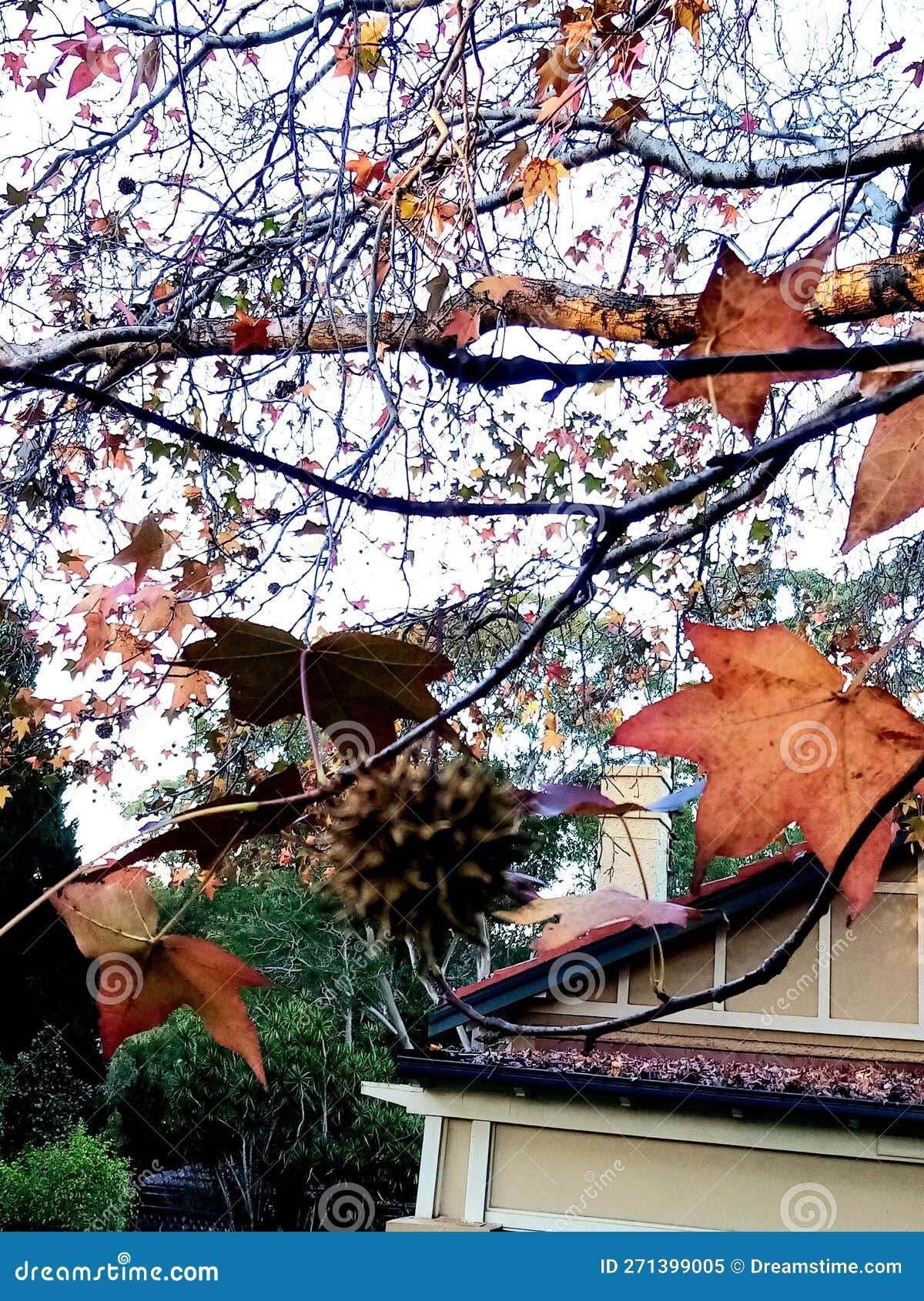 Maple tree in autumn stock image. Image of painting - 271399005