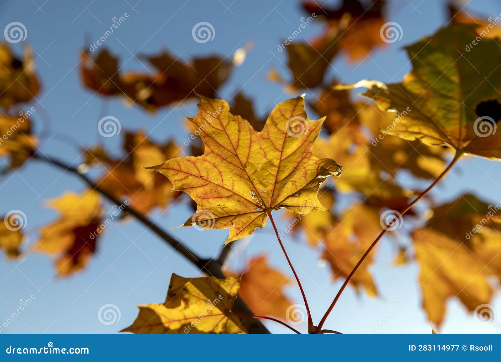 Maple Tree during the Autumn Season Stock Image - Image of season, bush ...