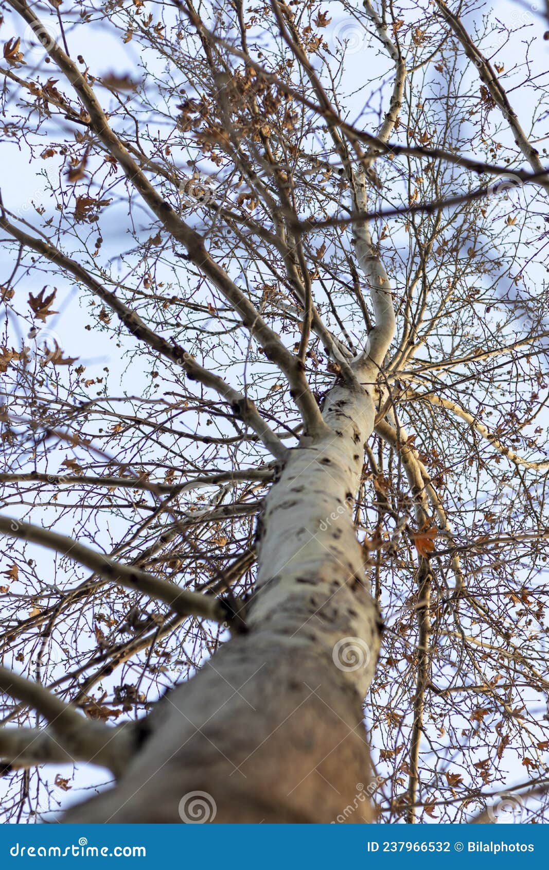 Maple Tree in Autumn View from Below with No Leaves Stock Photo - Image ...