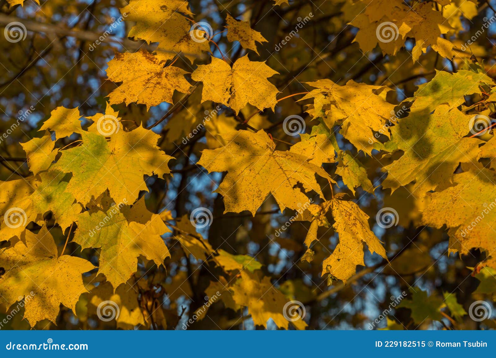 Maple Tree Autumn Yellow Leafs Natural Photo Stock Image - Image of ...