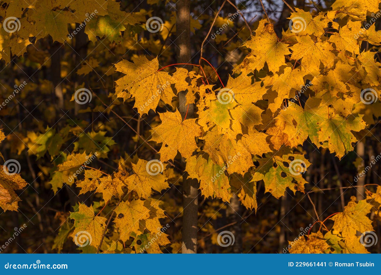 Maple Tree Autumn Yellow Leafs Natural Photo Stock Image - Image of ...