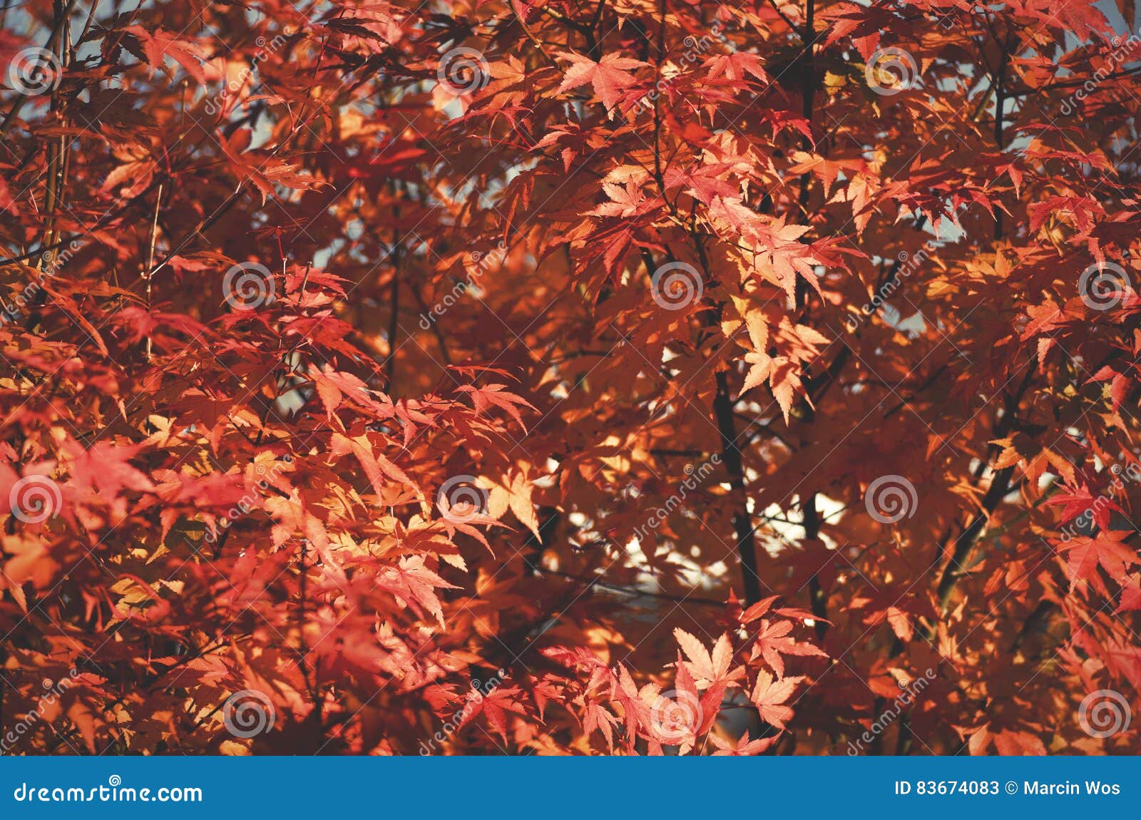 Maple Tree Background Red Autumn Stock Image - Image of natural, autumn ...