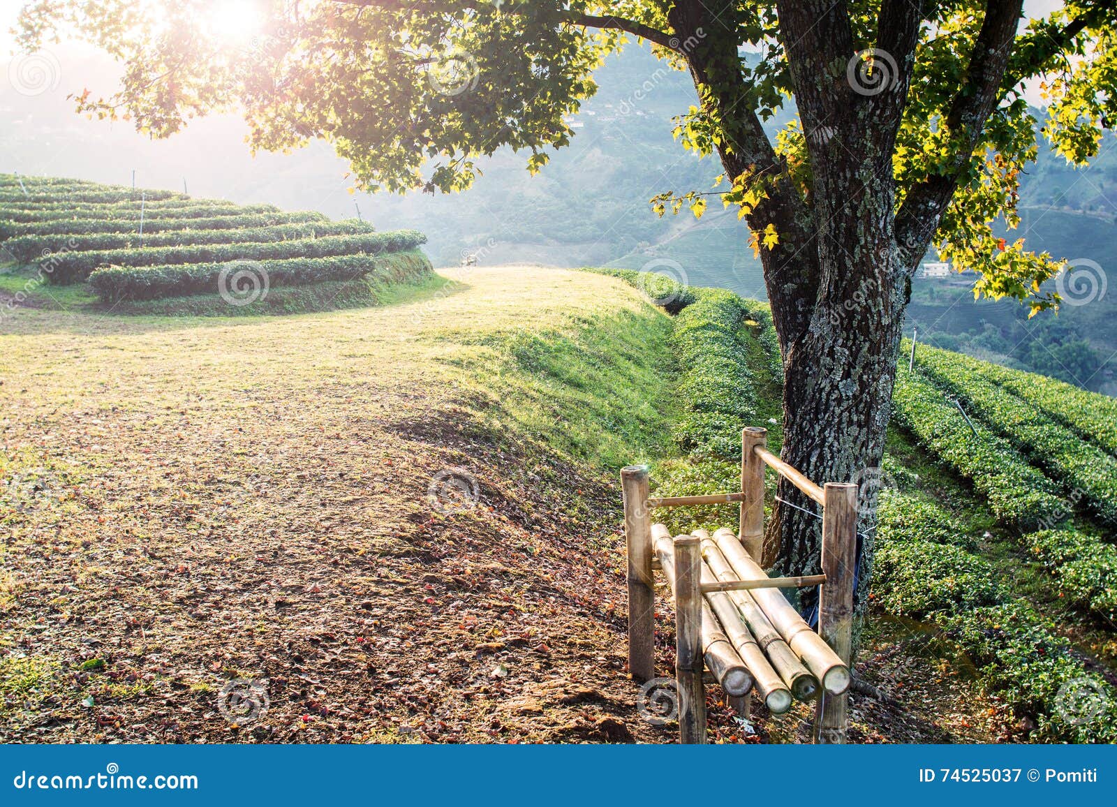 Maple Tree and Bamboo Bench Stock Image - Image of tree, bench: 74525037