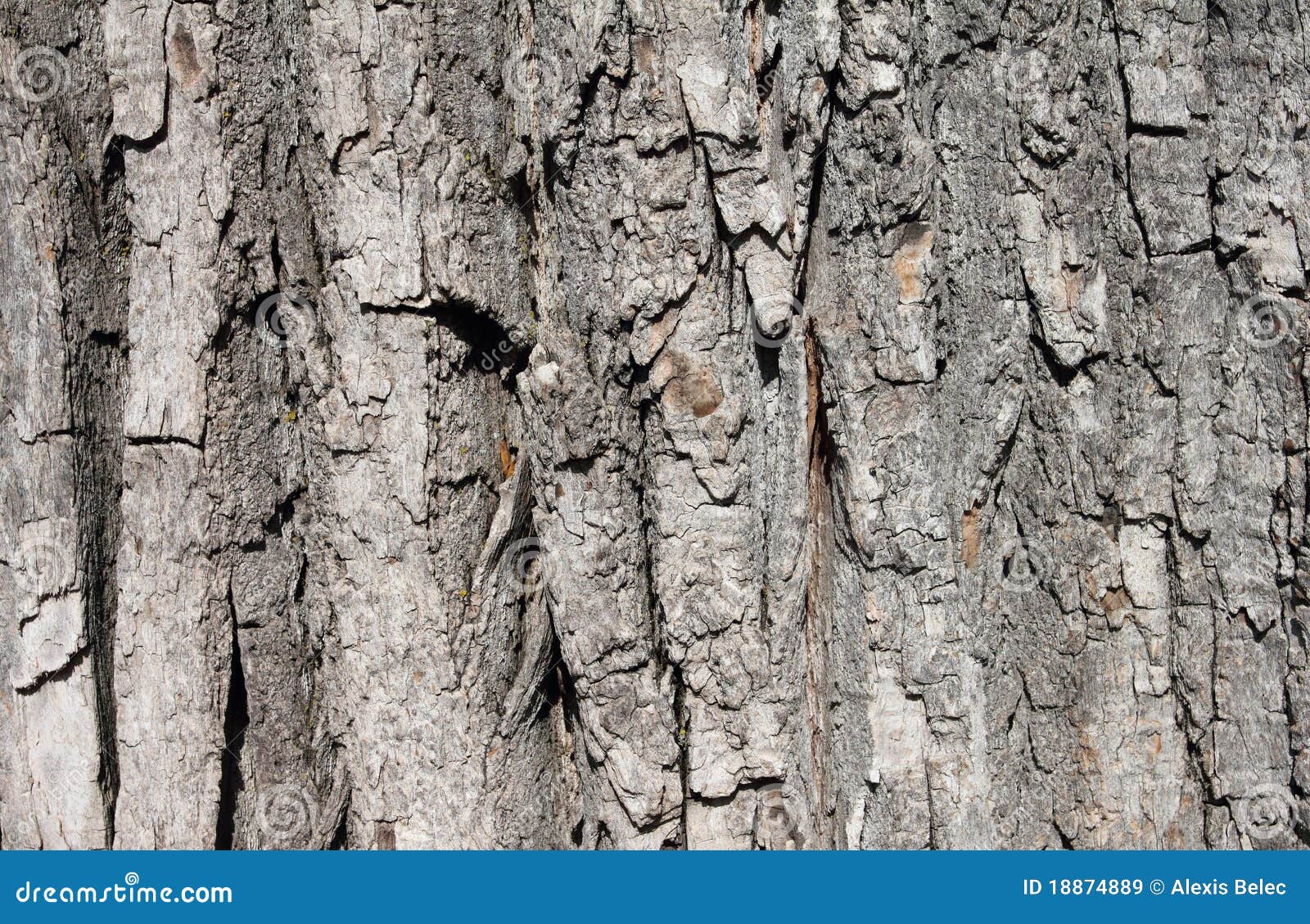 Maple tree bark stock image. Image of trees, rough, background - 18874889