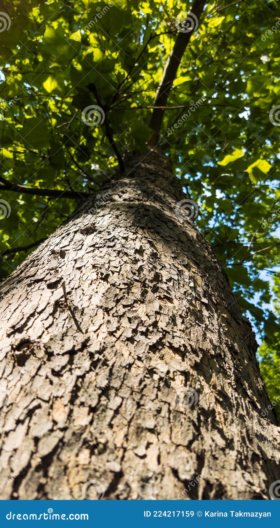 Maple tree bark in cracks stock image. Image of pattern - 224217159