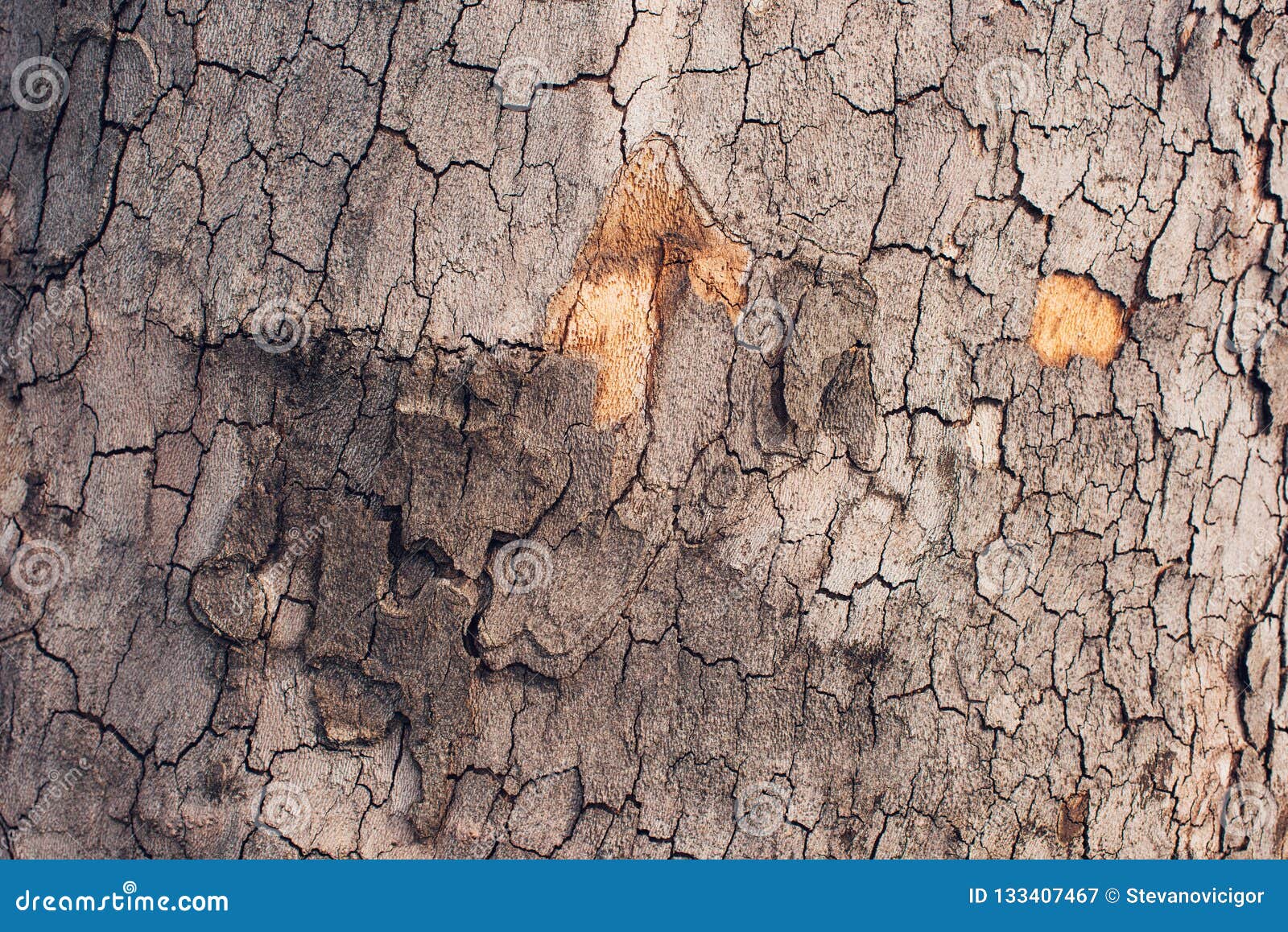 Maple tree bark crust stock image. Image of bark, detail - 133407467
