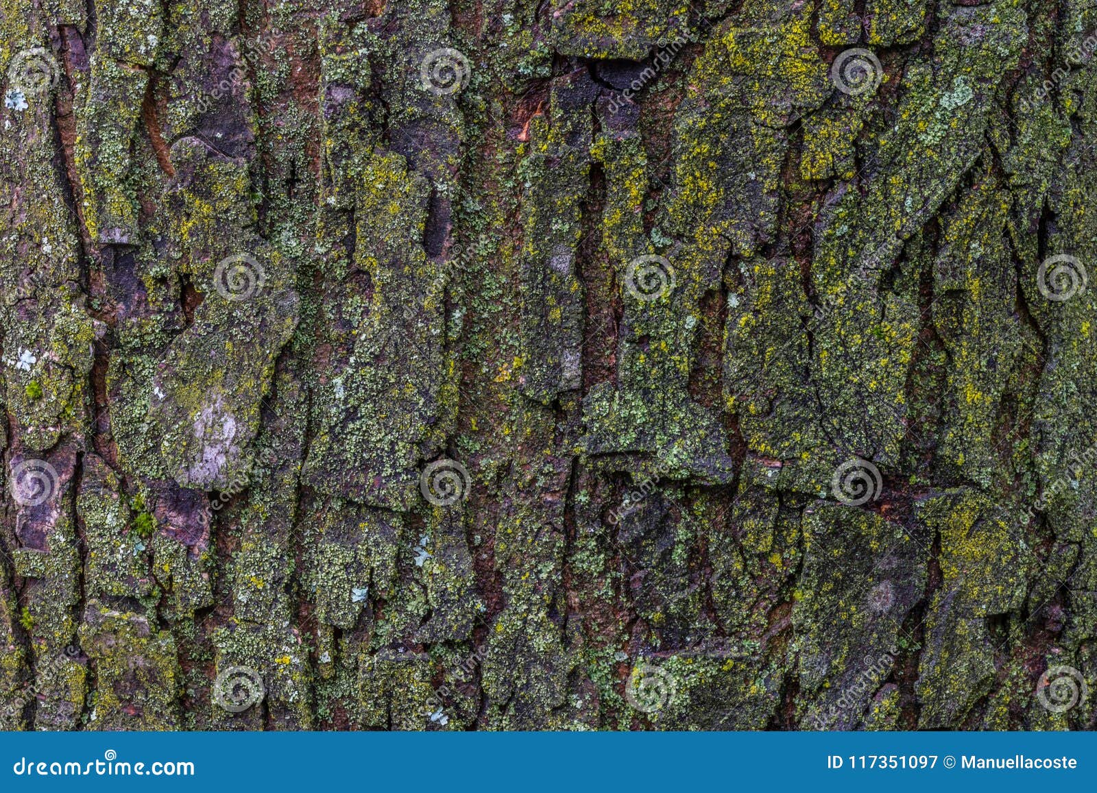 Maple Tree Bark with Moss Close Up. Stock Image - Image of pattern ...