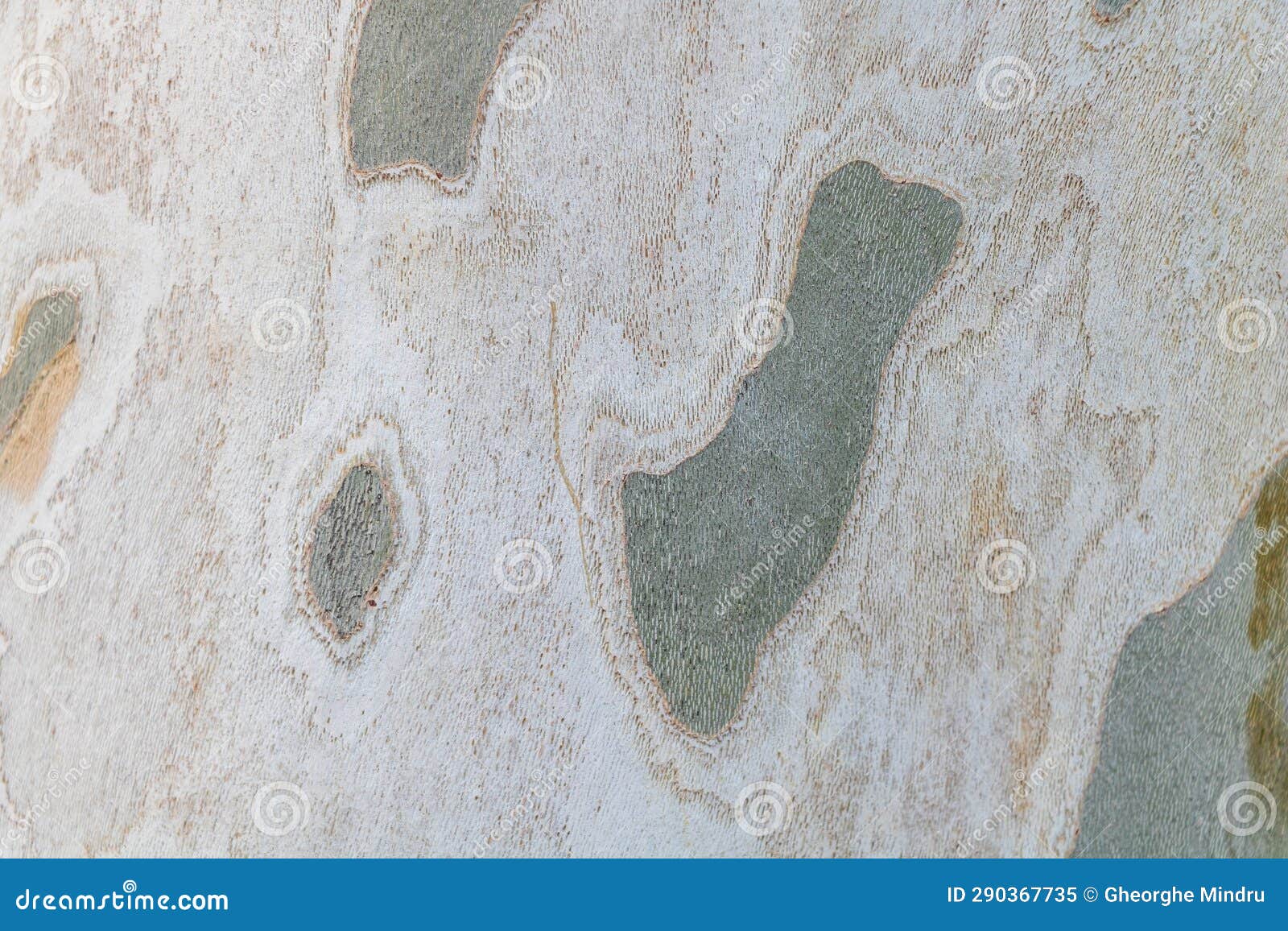 Maple Tree Bark Texture Background, Close Up View Stock Image - Image ...