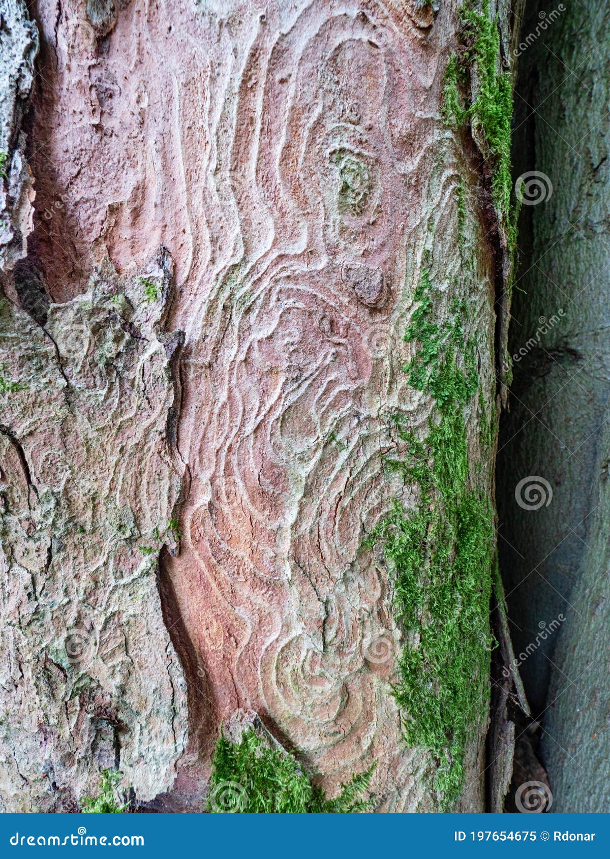 Old Maple Tree in Leaves Forest with Nice Bark Structure Stock Image ...