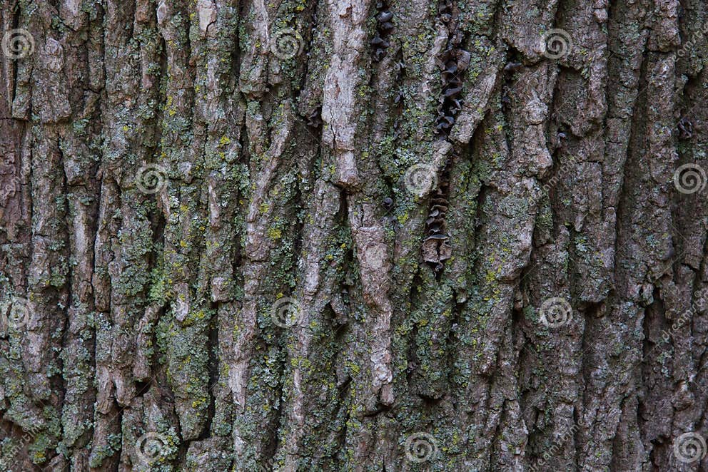Maple Tree Bark Texture stock image. Image of outside - 102241623