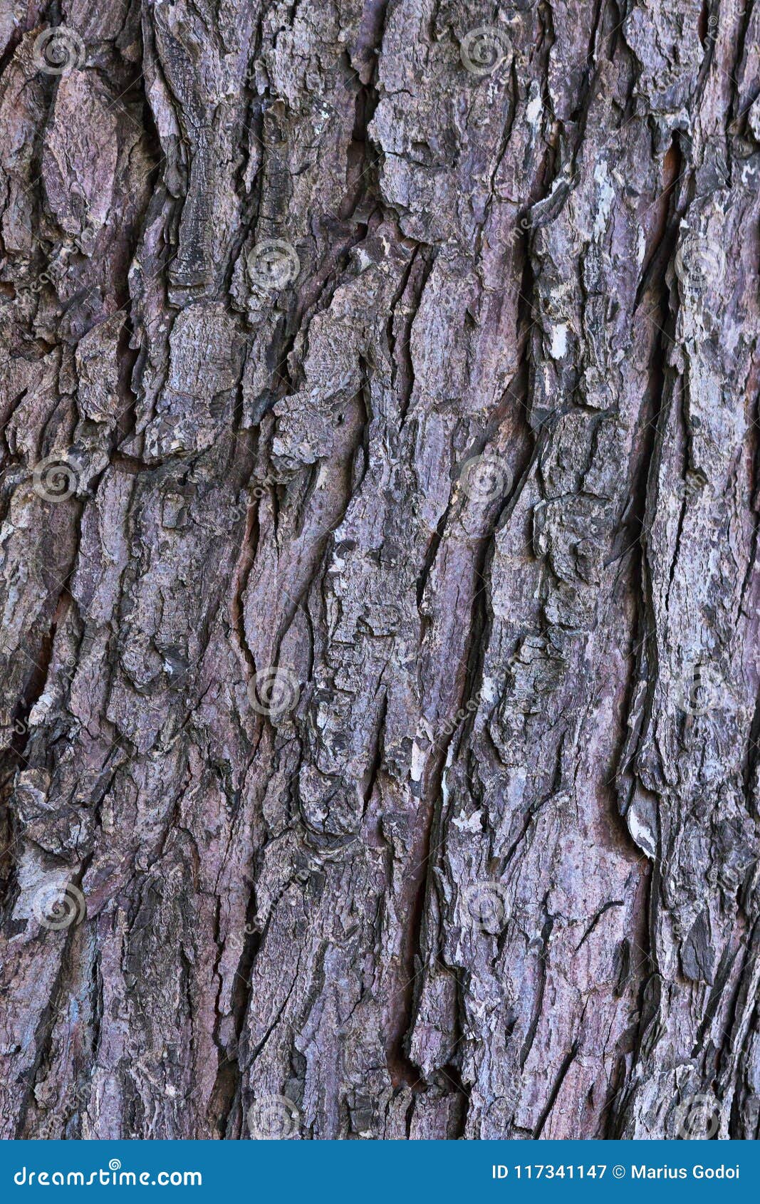 Maple tree bark stock image. Image of pattern, tree - 117341147