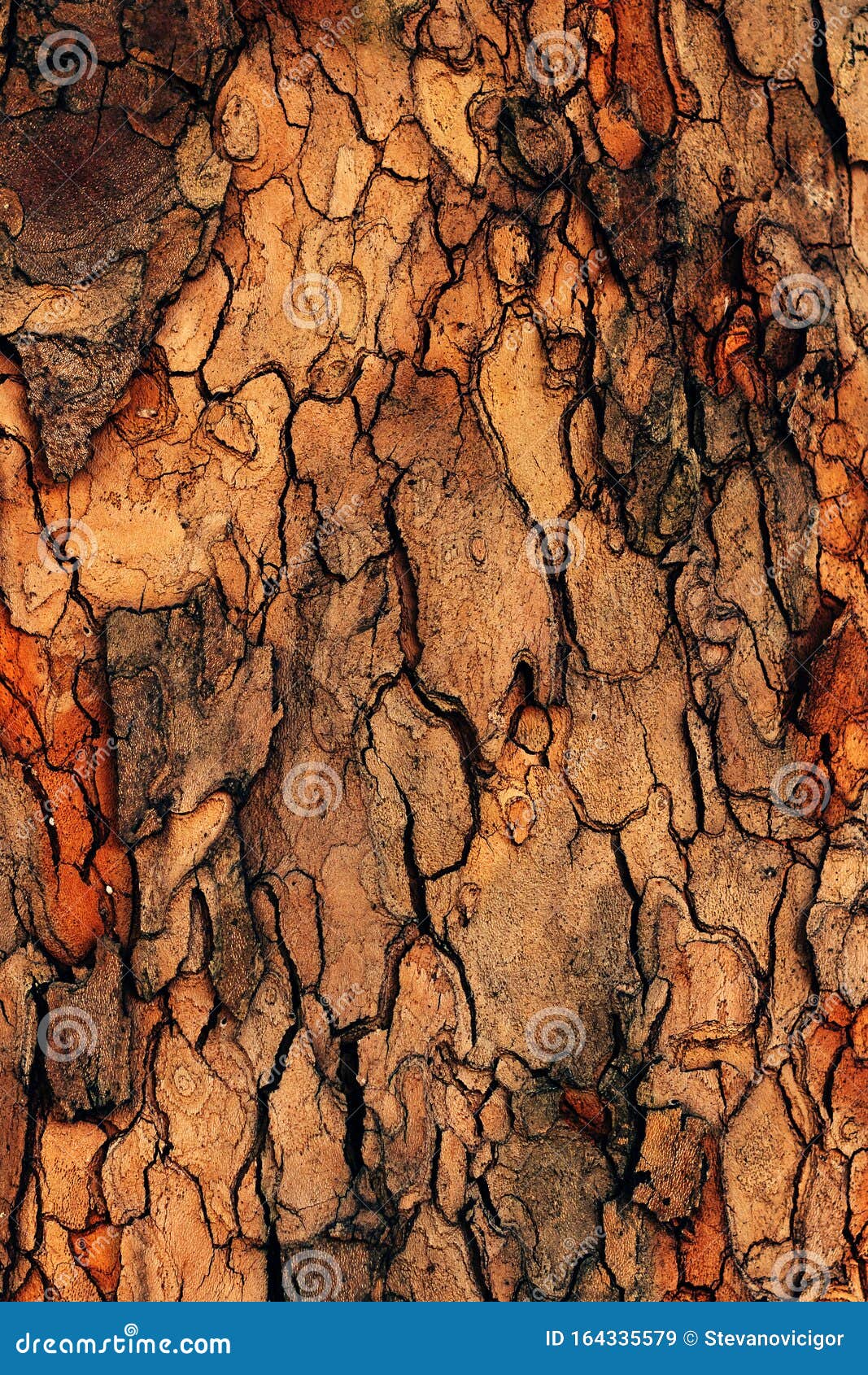 Maple tree bark texture stock image. Image of surface - 164335579