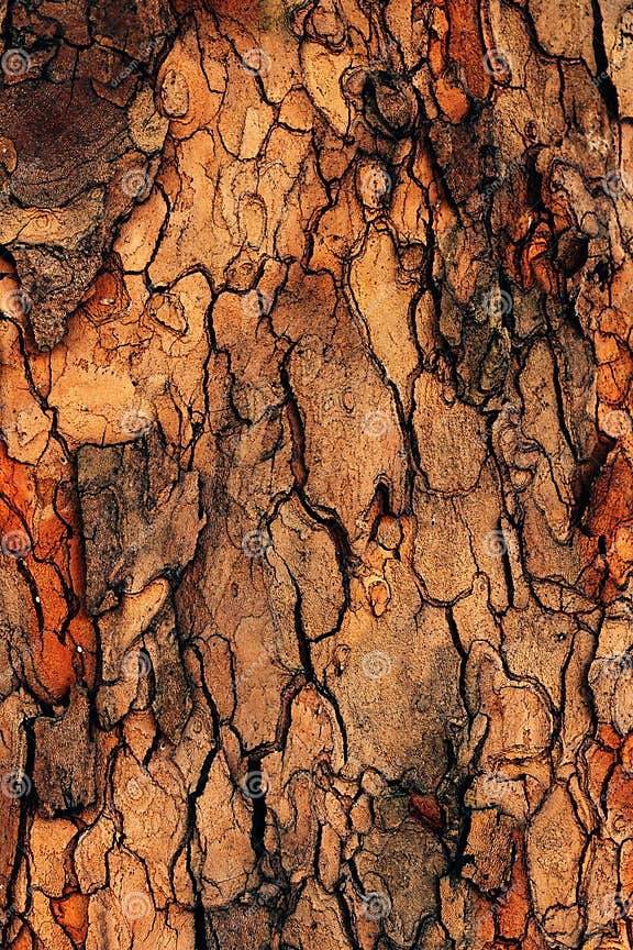 Maple tree bark texture stock image. Image of surface - 164335579