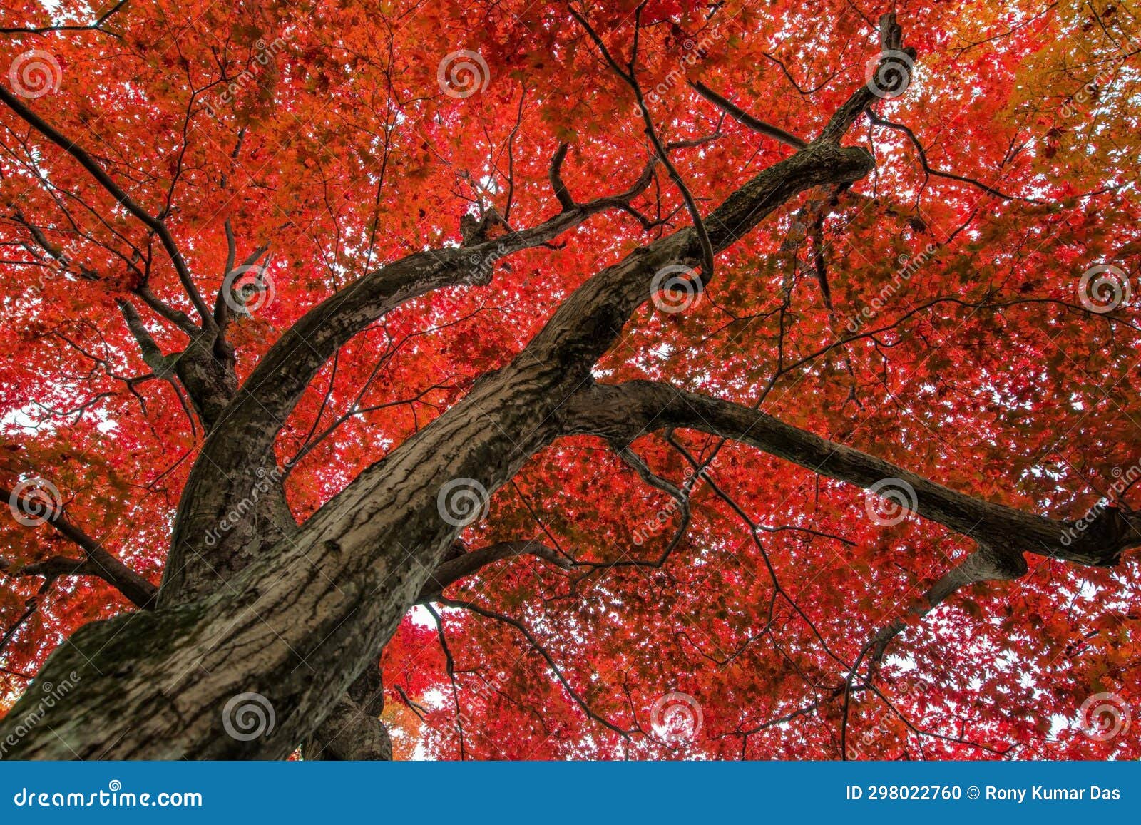 Maple Tree in a Beautiful Large Forest Stock Photo - Image of spring ...